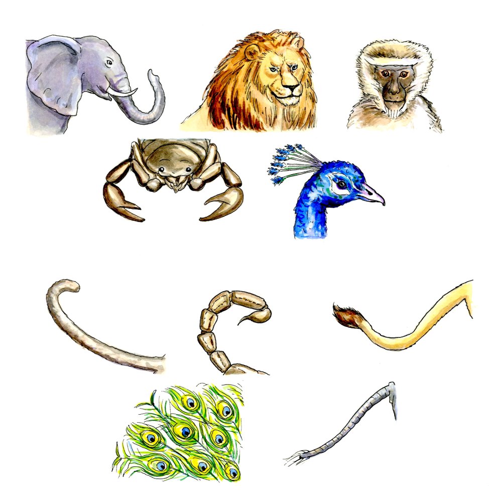 Animal Match – Amy Hunter